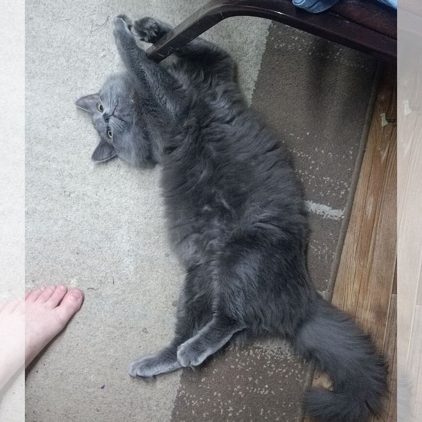 Взрослый кот в добрые руки