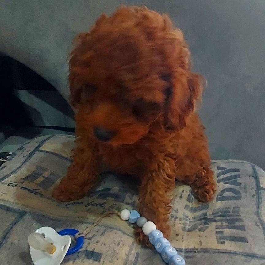 Той-пудель, щенок