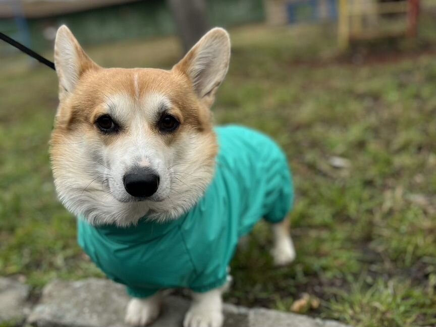 Дождевик для корги