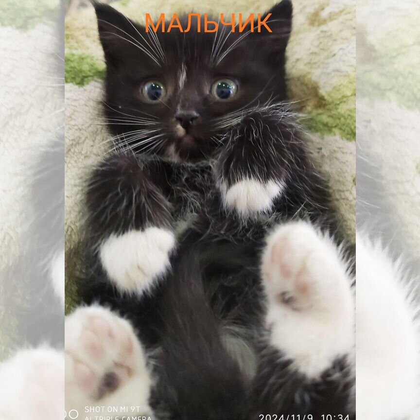 Отдам котенка от кошечки мышеловки в добрые руки