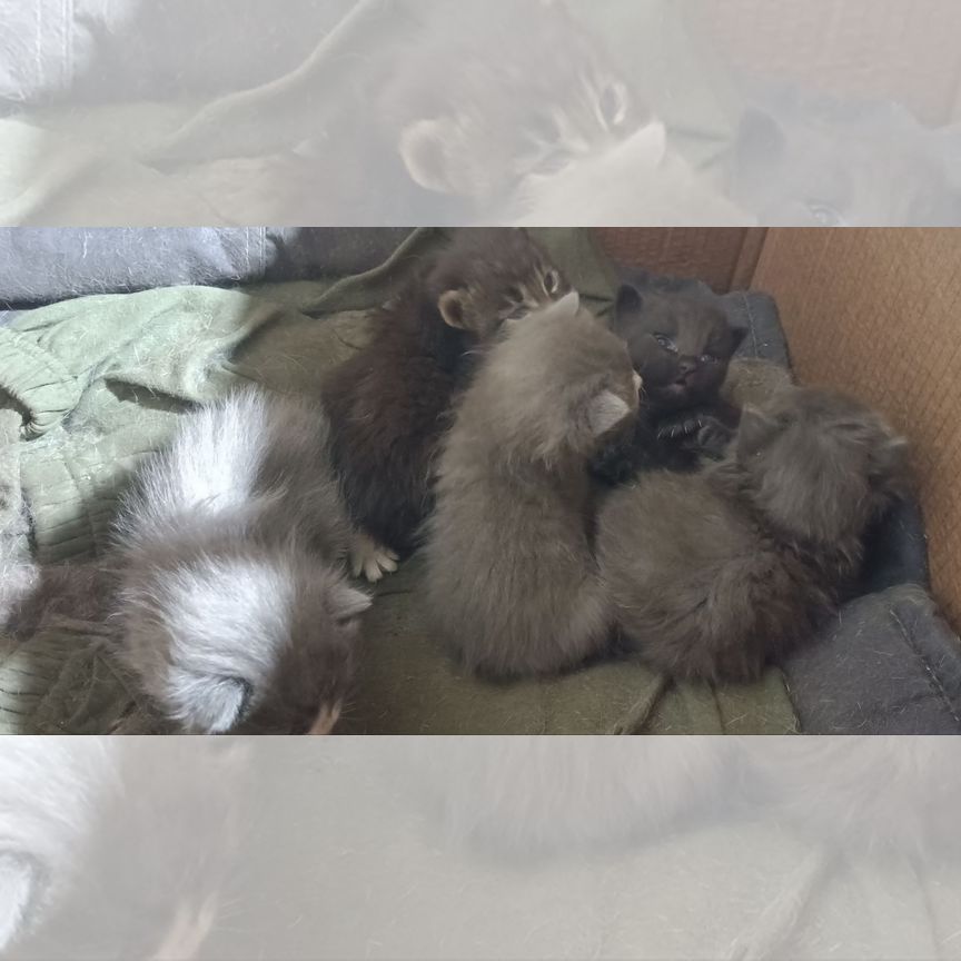 Котёнок в добрые руки