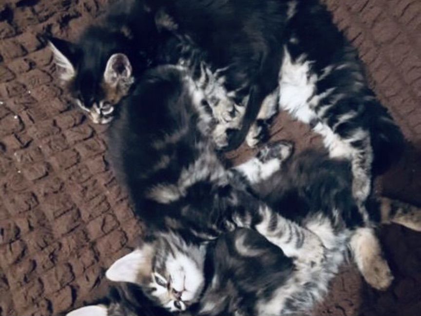 Метисы мейнкуна