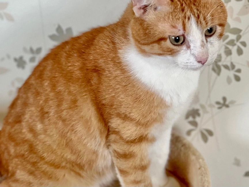 Очаровательный кот