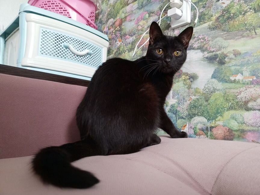 Кот Моня