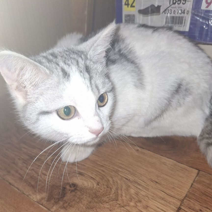 Взрослая, кошка в добрые руки