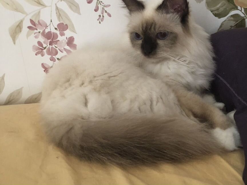 Священная бирма