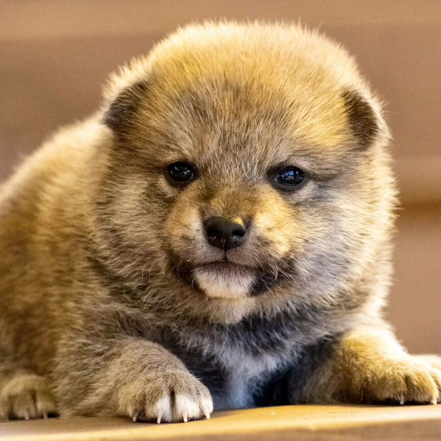 Сиба-ину, щенок