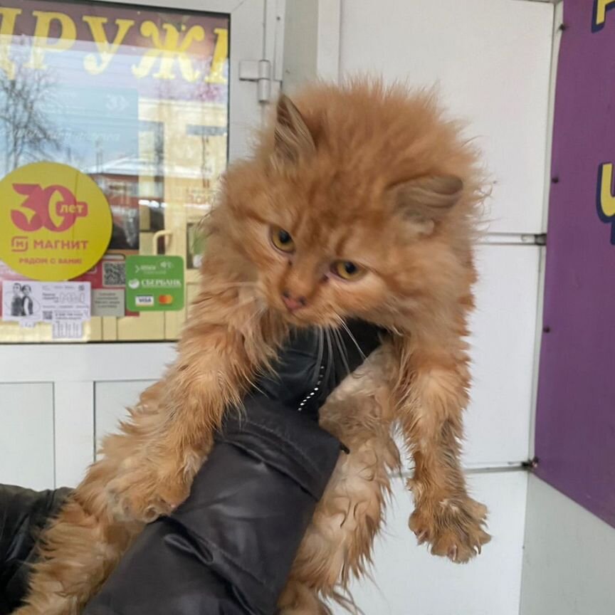 Бездомная кошечка