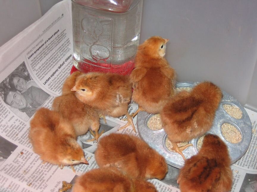 Цыплята несушки