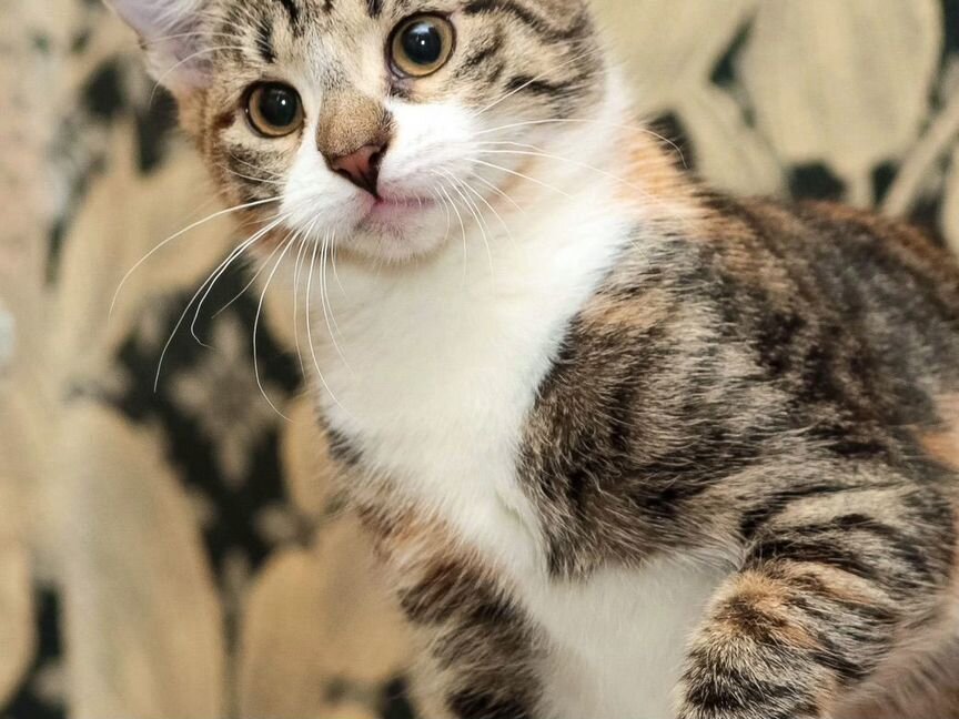 Котенок девочка трехцветная бесплатно