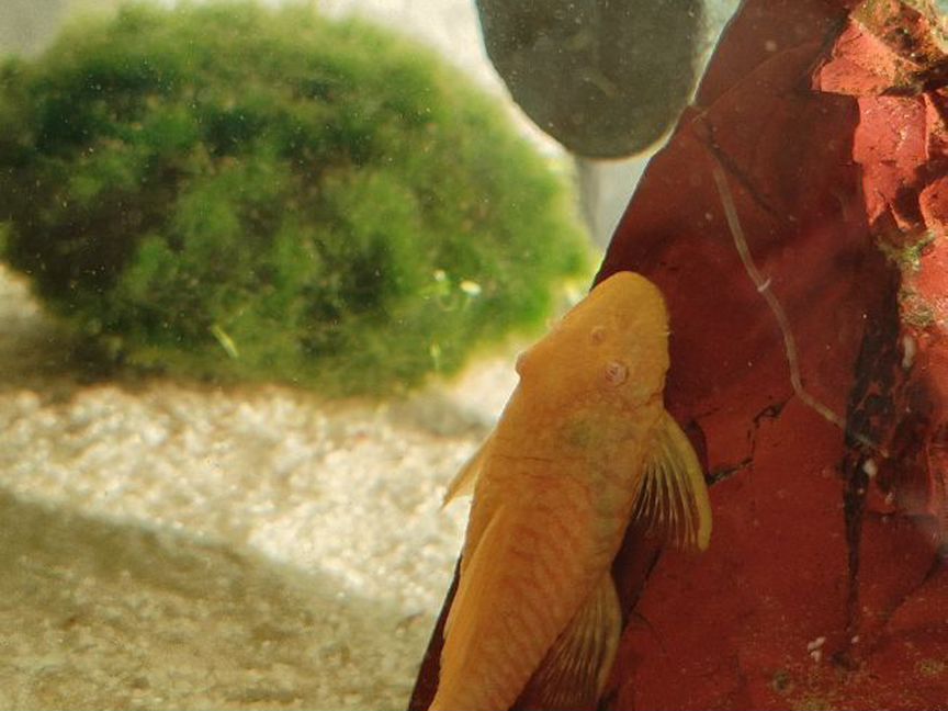 Анциструс сомик - Обыкновенный и золотой