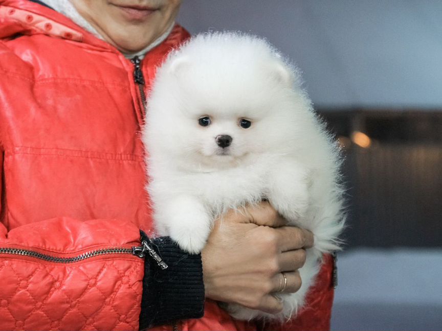 Белоснежный Померанский Мишка