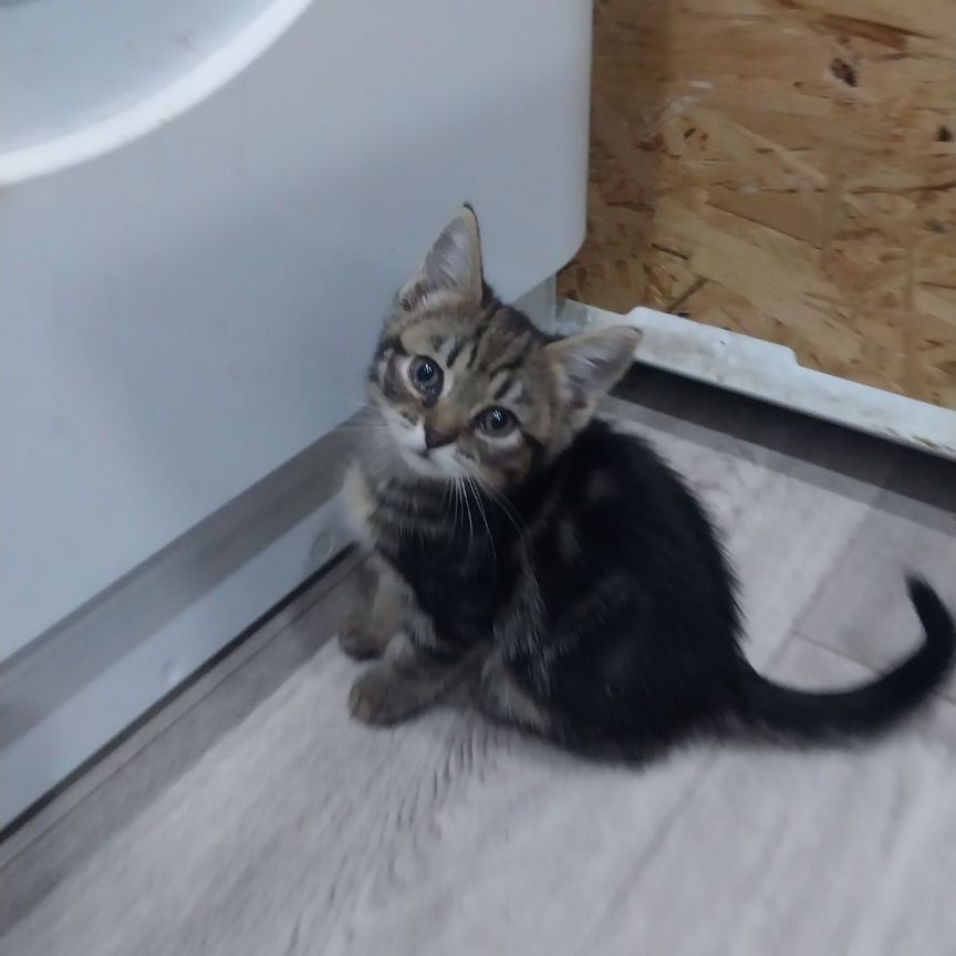 Кошечка. 2,5 месяца. Ходит в лоток