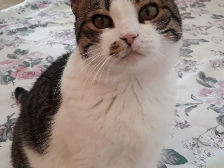 Милая кошечка