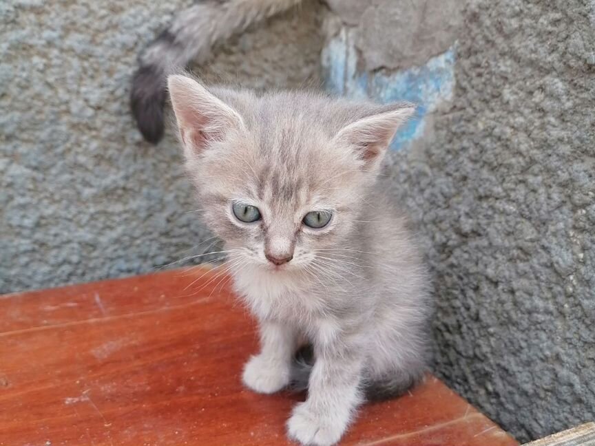 Раздаем котят