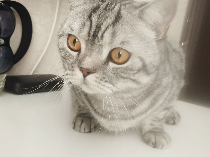 Кот
