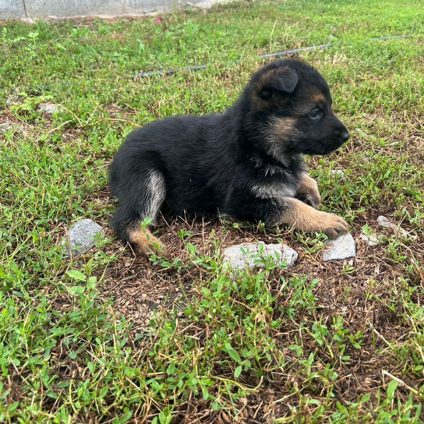 Немецкая овчарка