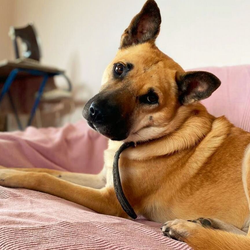 Ласковый песик Рассел