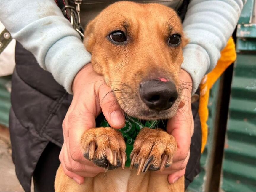 Ластик-необычный малыш