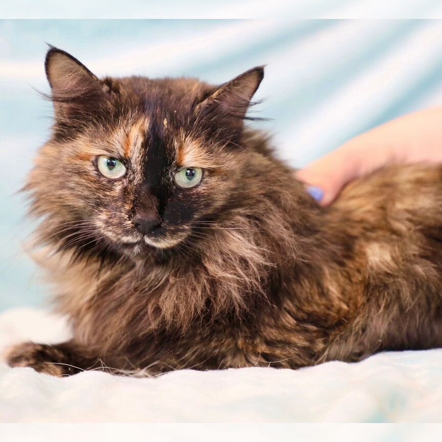 Взрослая кошка в добрые руки