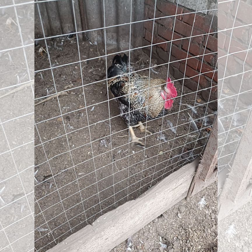 Петухи продам