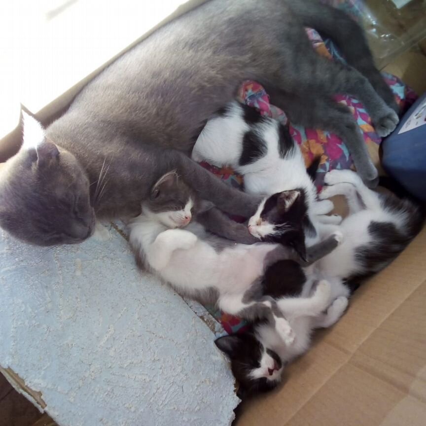 Котята в добрые руки