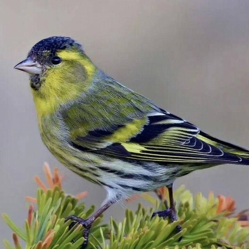 Продаю Чижика