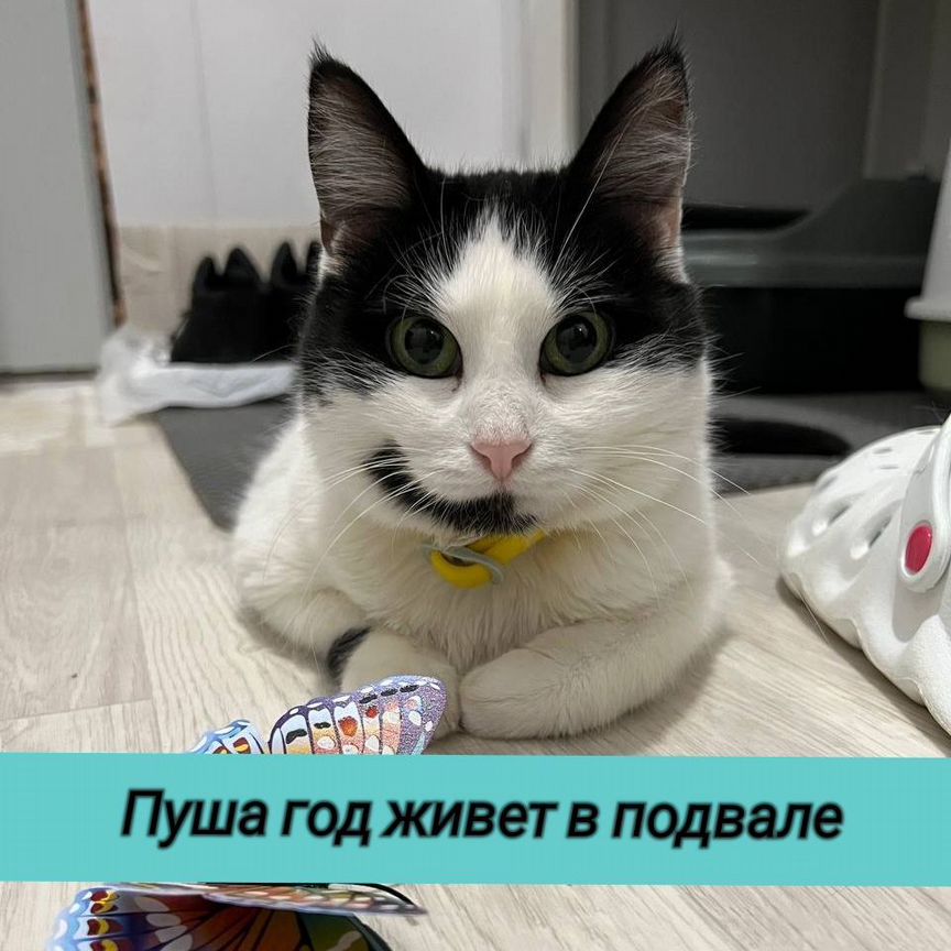Восточная царица ищет дом