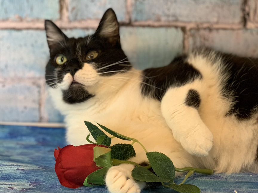 Кошечка Люся 1,5 года