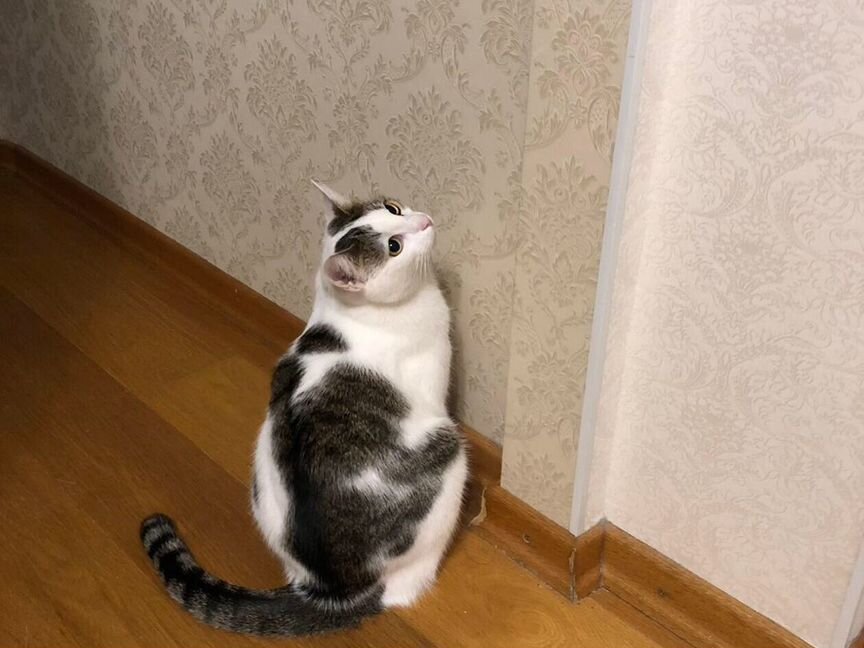 Пикуль кошечка отдам в хорошие руки