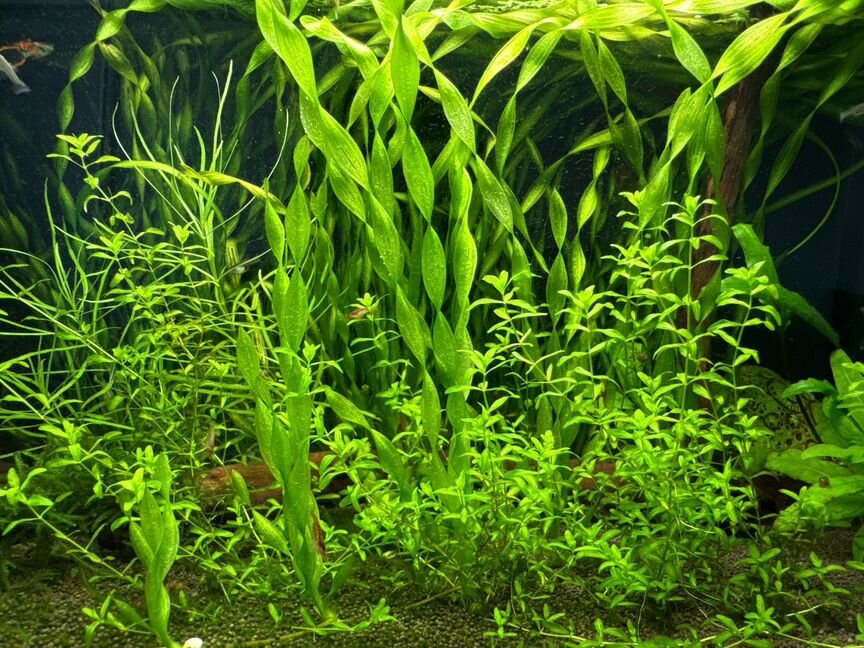 Прополка валисинерия спиральная