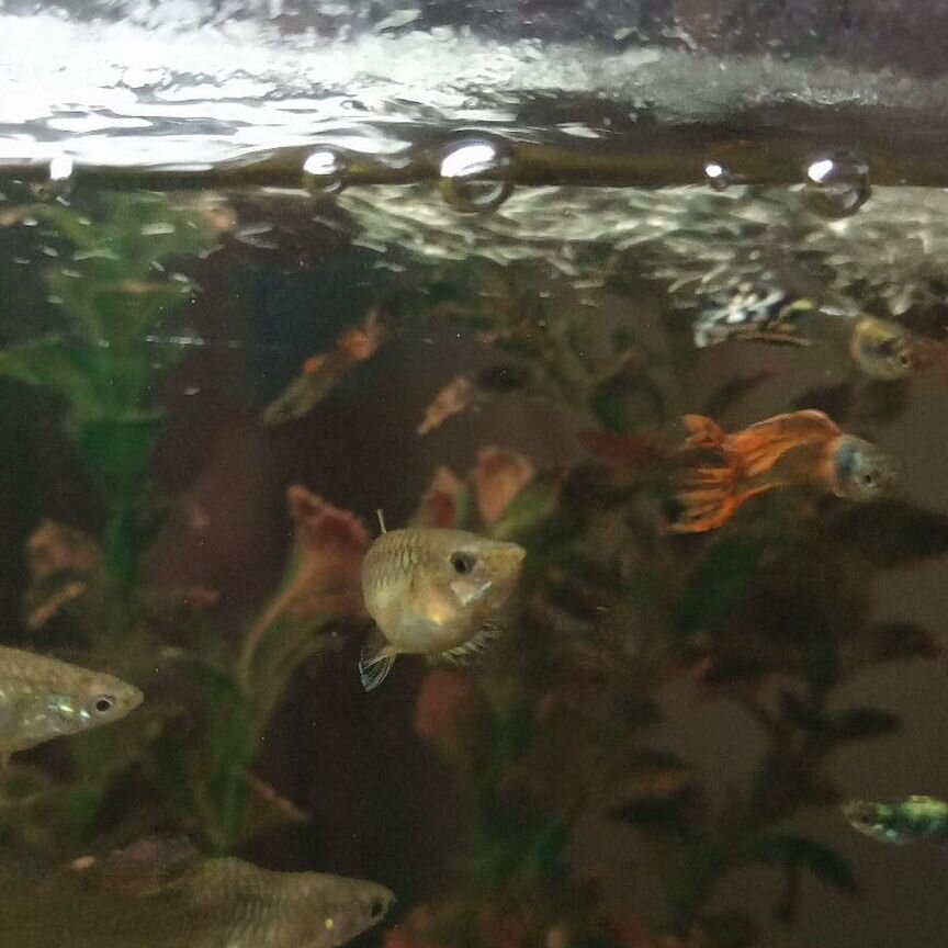 Аквариумные рыбки гуппи