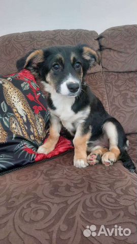 Малышка коротколапик