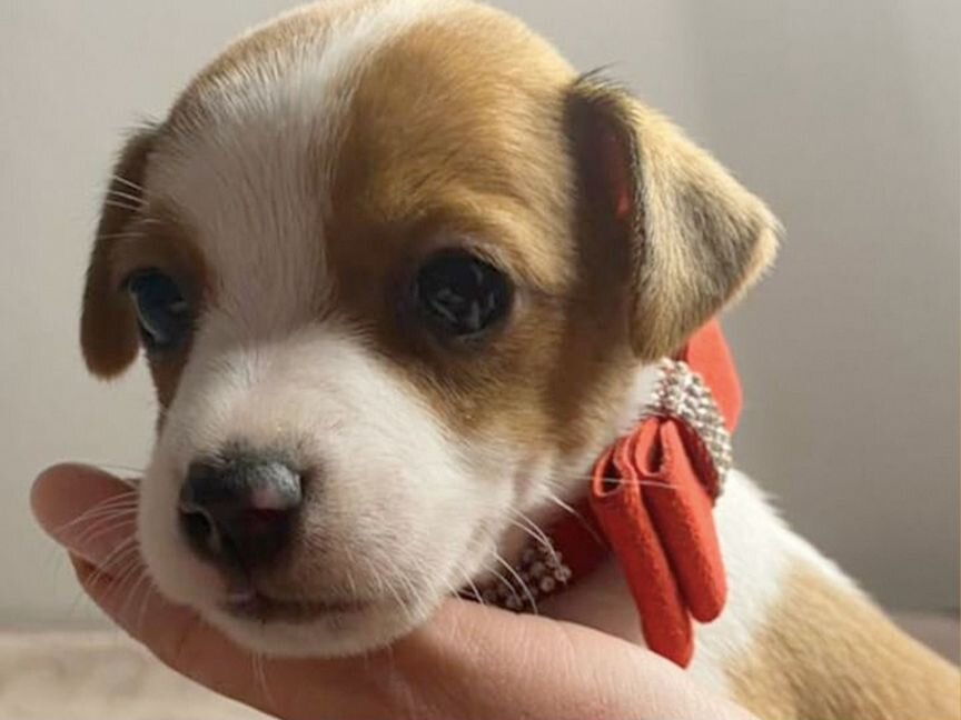 Джек рассел терьер щенок мальчик