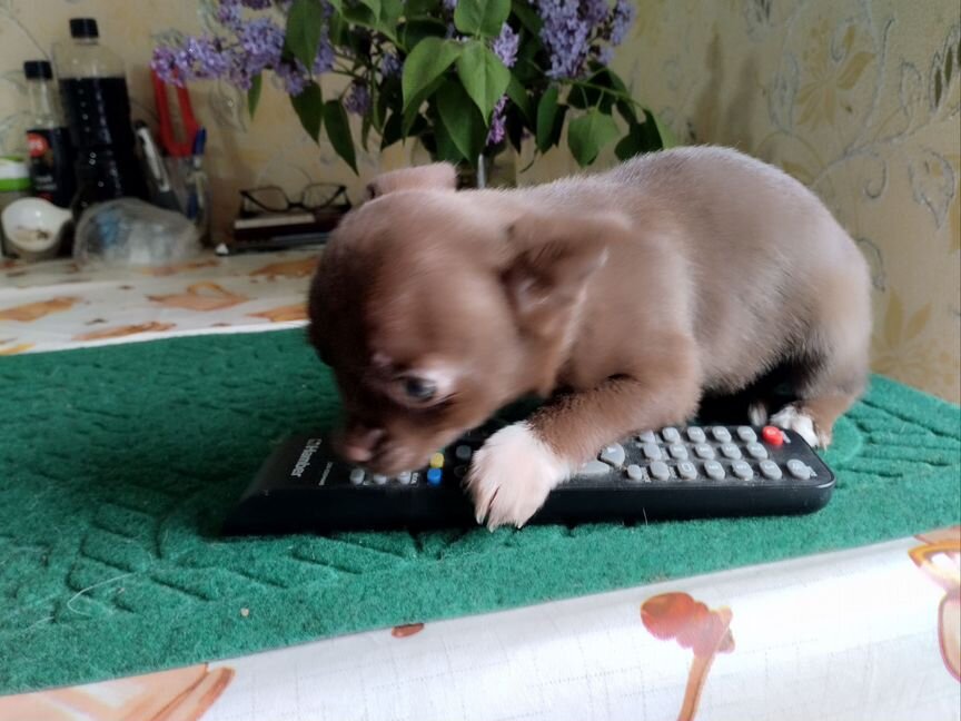 Чихуахуа девочки мини