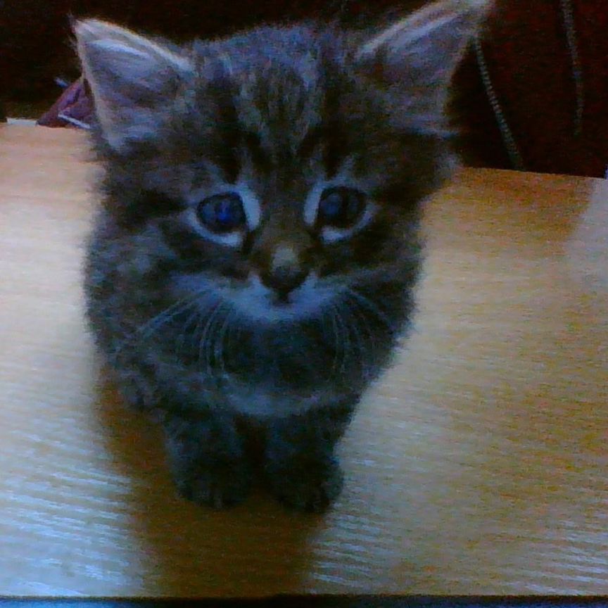 Котята с Матроской тишины