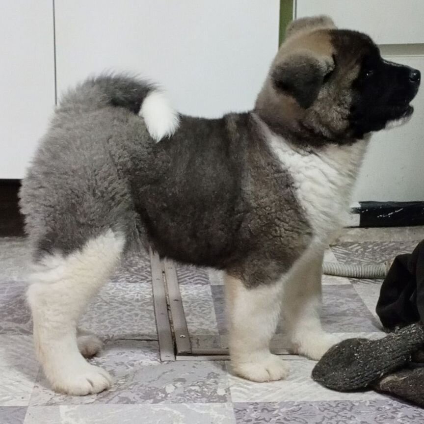 Щенки американской акиты