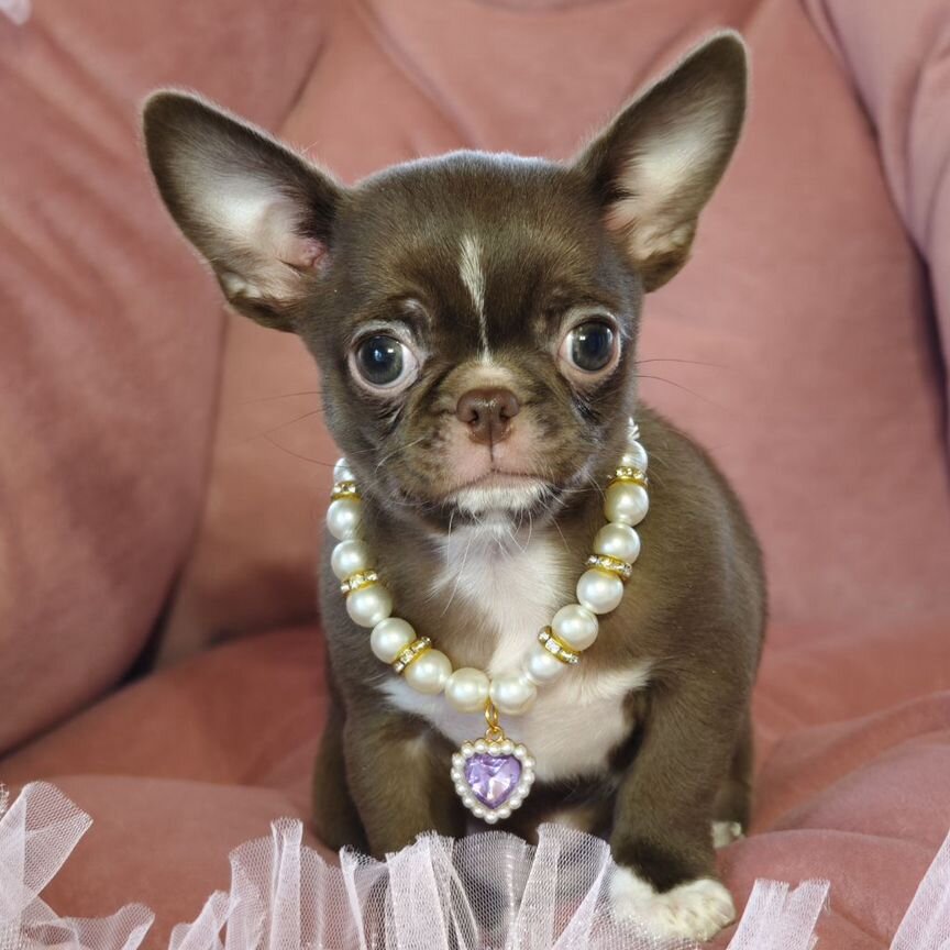 Чихуахуа, щенок