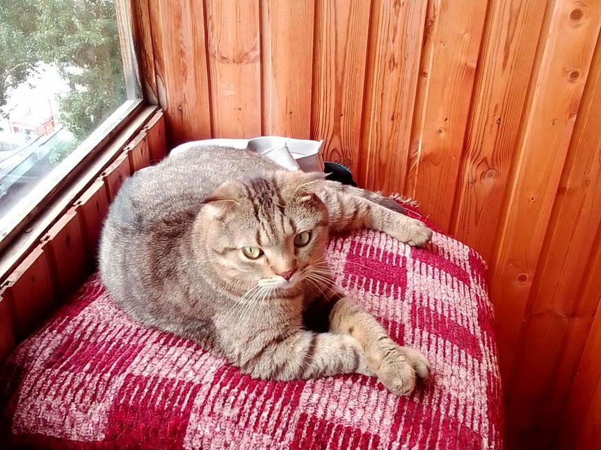 Отдам даром бесплатно в дар