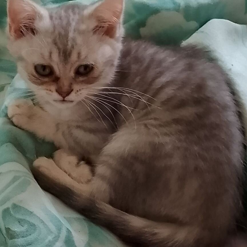 Шотландская прямоухий котенок