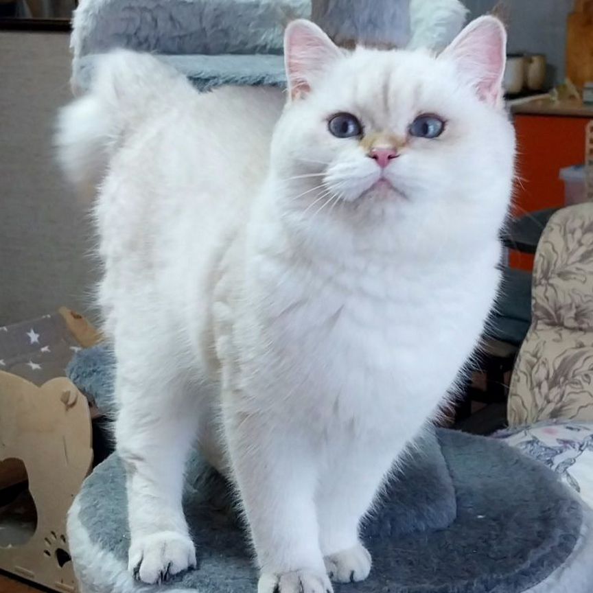 Шотландская золотая шиншилла поинт