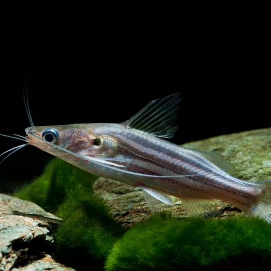 Рыба сом Мистус полосатый