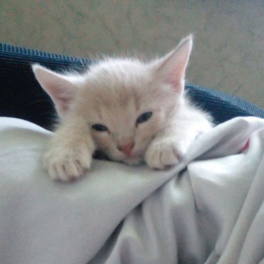 Котенок