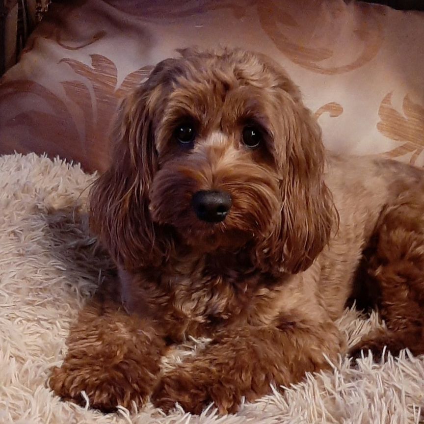 Кокапу, щенок