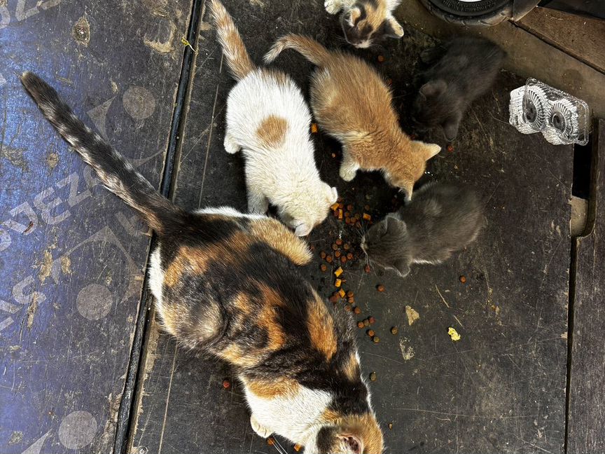 Котята в добрые руки