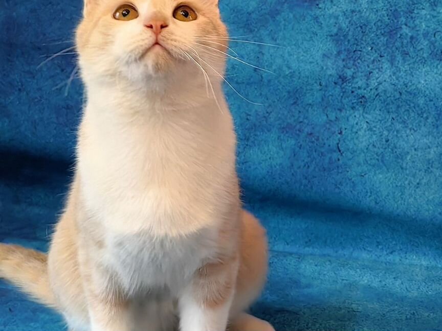 Персик хочет домой