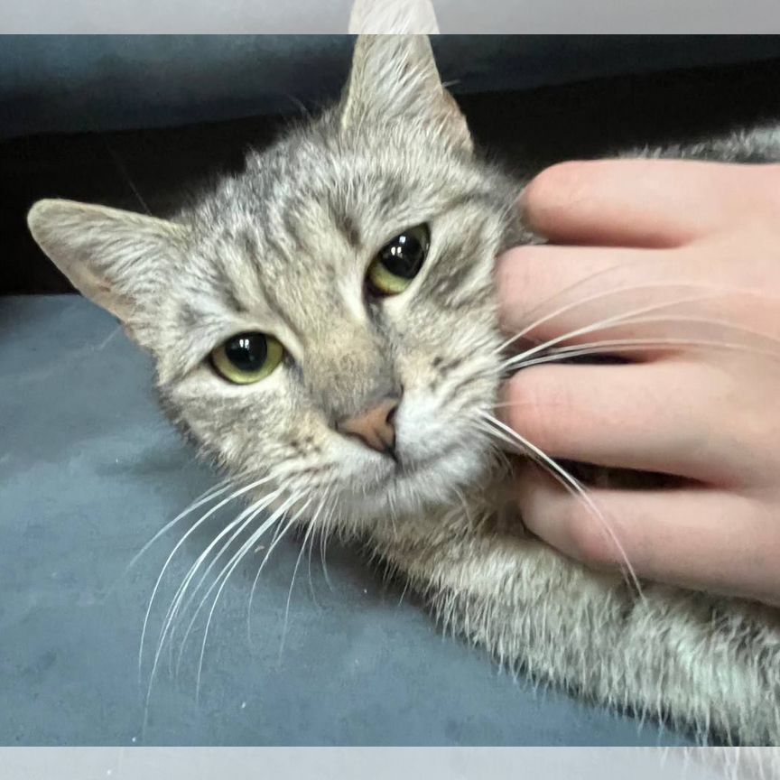 Котёнок 9 месяцов