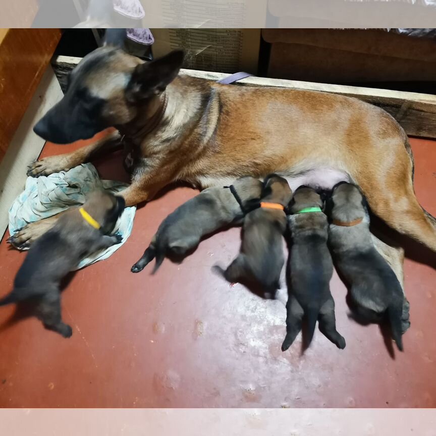 Щенки бельгийской овчарки