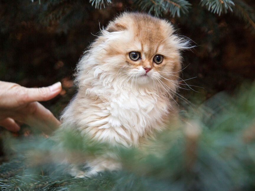 Кукольная золотая девочка