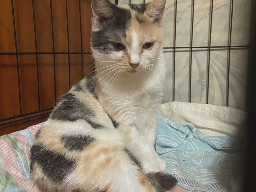 Кошечка Бусинка ищет дом